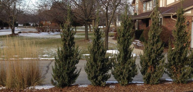 Trautman Chinese Juniper | Johnson's Nursery | KB
