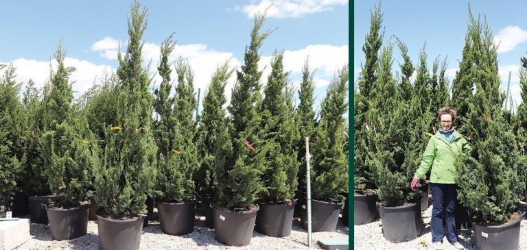 Trautman Chinese Juniper | Johnson's Nursery | KB