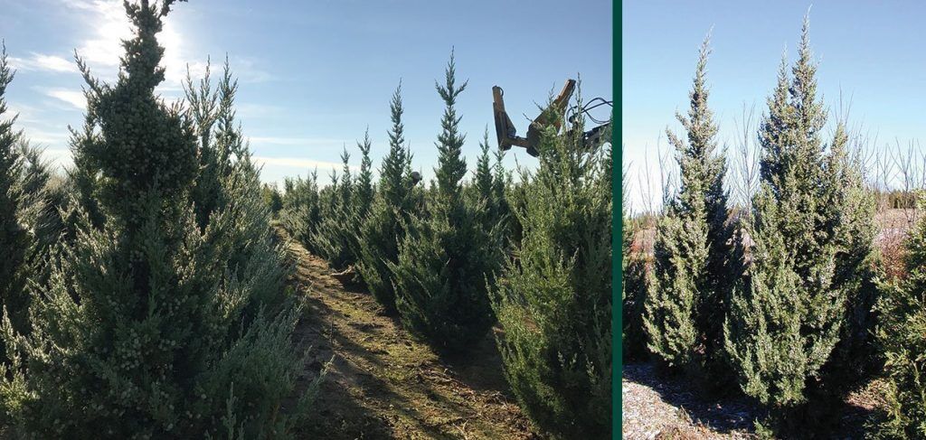 Trautman Chinese Juniper | Johnson's Nursery | KB