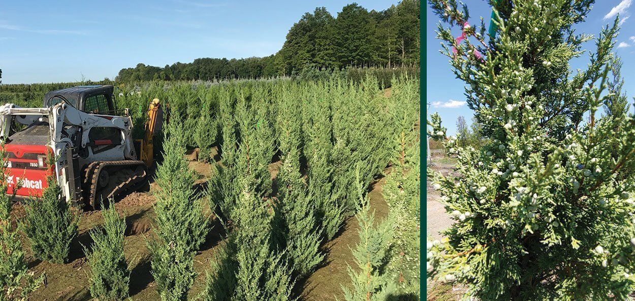 Trautman Chinese Juniper | Johnson's Nursery | KB