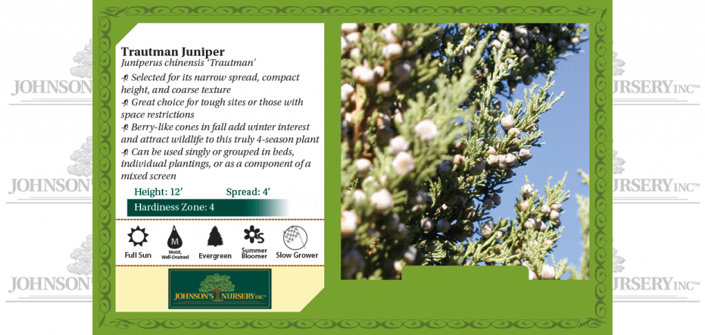 Trautman Chinese Juniper | Johnson's Nursery | KB