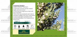 Trautman Chinese Juniper | Johnson's Nursery | KB