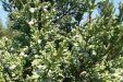 Trautman Chinese Juniper | Johnson's Nursery | KB