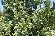 Trautman Chinese Juniper | Johnson's Nursery | KB