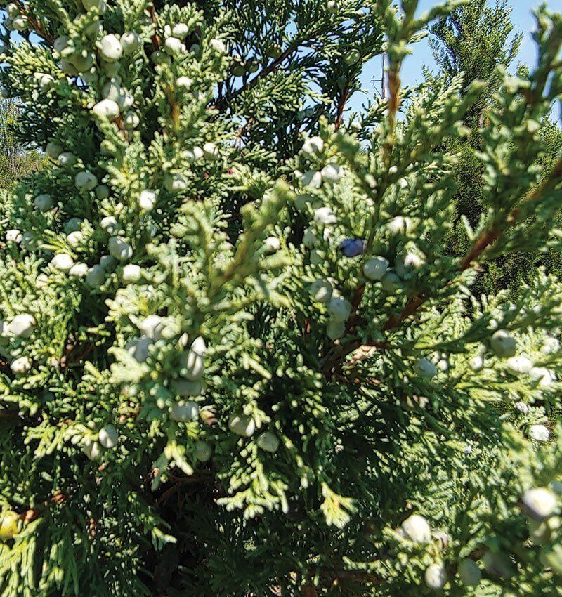 Trautman Chinese Juniper | Johnson's Nursery | KB