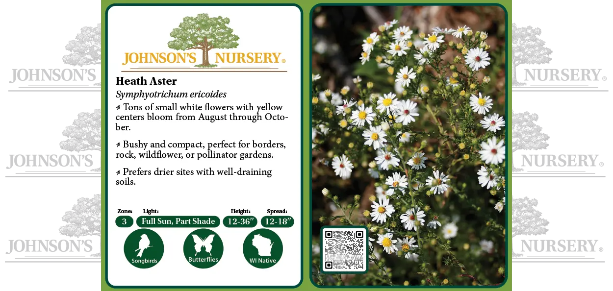 Heath Aster | Johnson's Nursery | KB