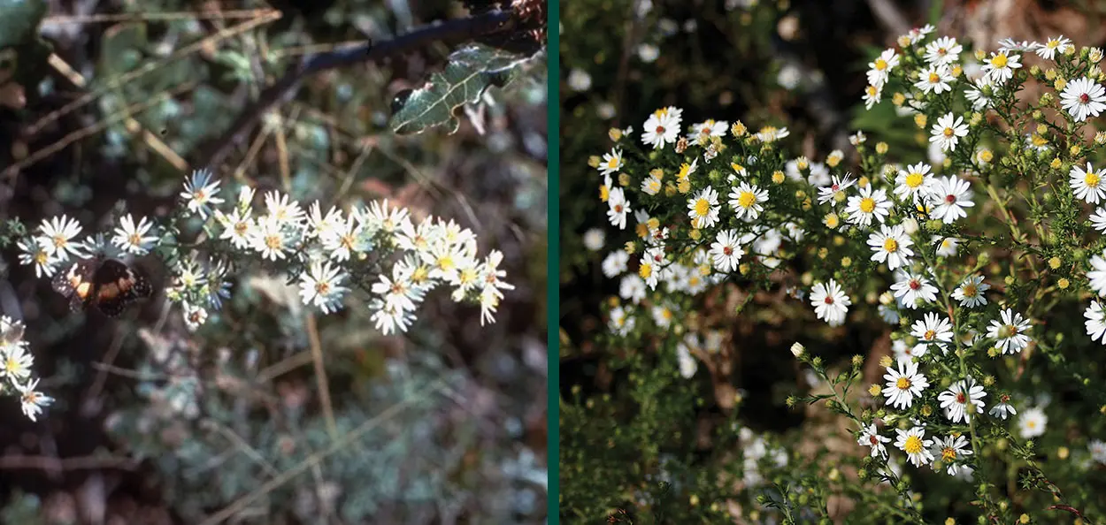 Heath Aster | Johnson's Nursery | KB