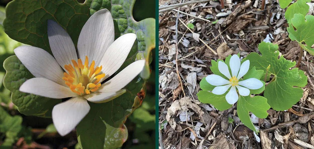 Bloodroot | Johnson's Nursery | KB