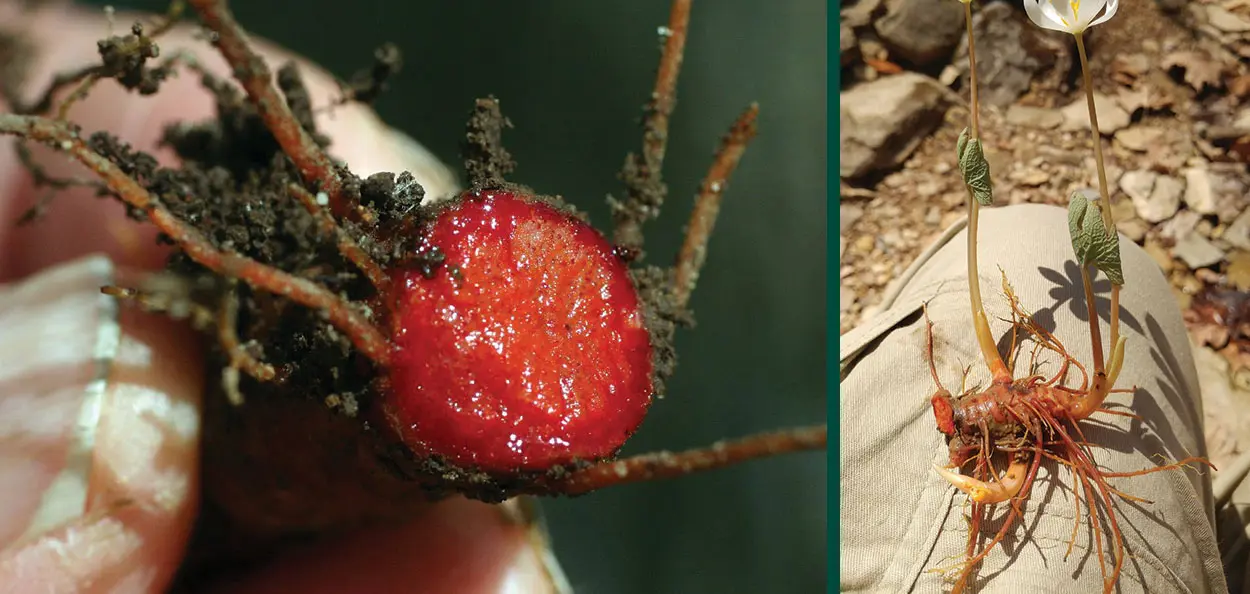 Bloodroot | Johnson's Nursery | KB