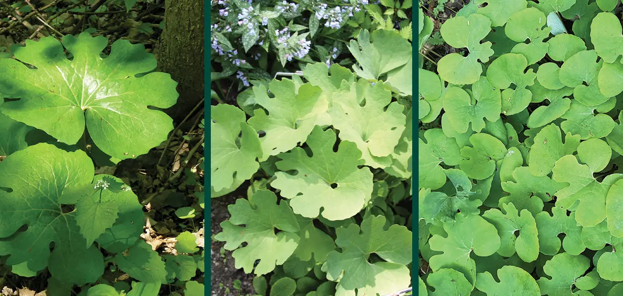 Bloodroot | Johnson's Nursery | KB