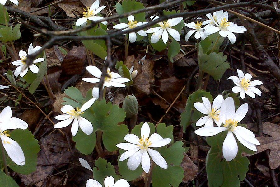 Bloodroot | Johnson's Nursery | KB