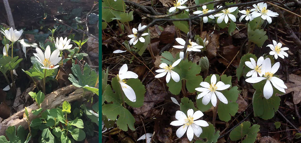 Bloodroot | Johnson's Nursery | KB