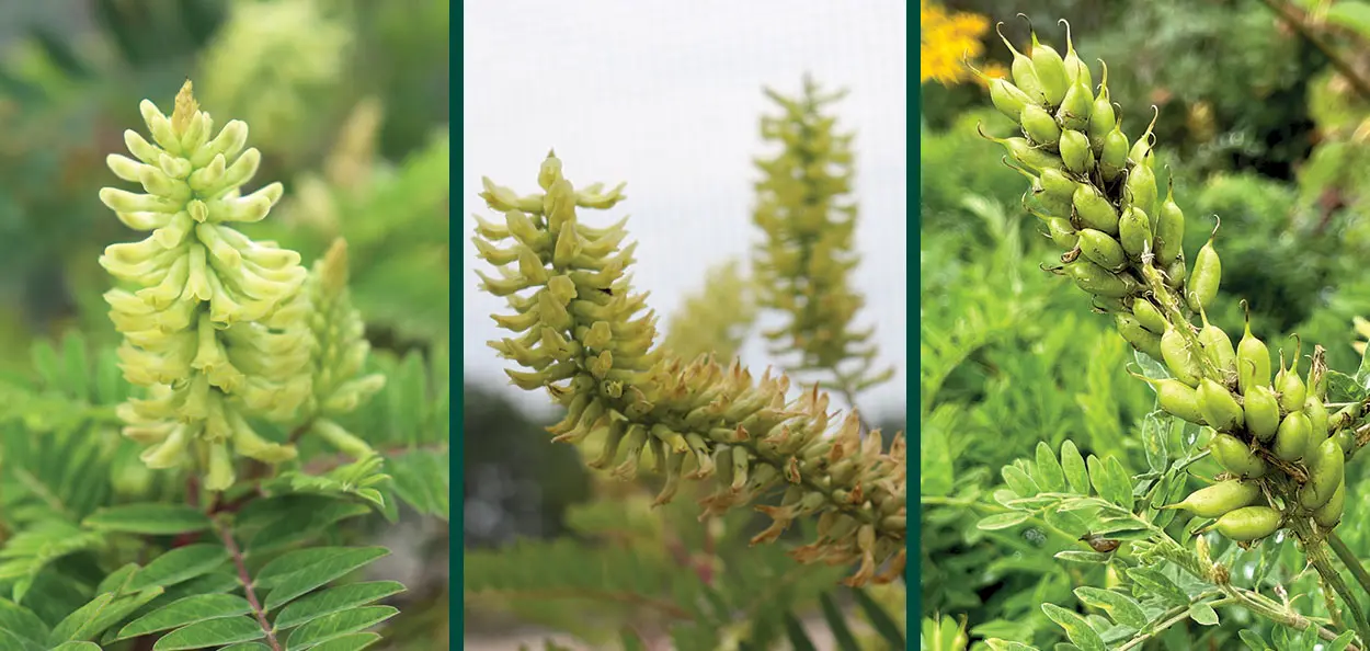 Canada Milk Vetch | Johnson's Nursery | KB