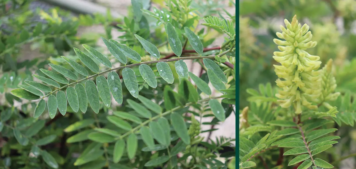Canada Milk Vetch | Johnson's Nursery | KB