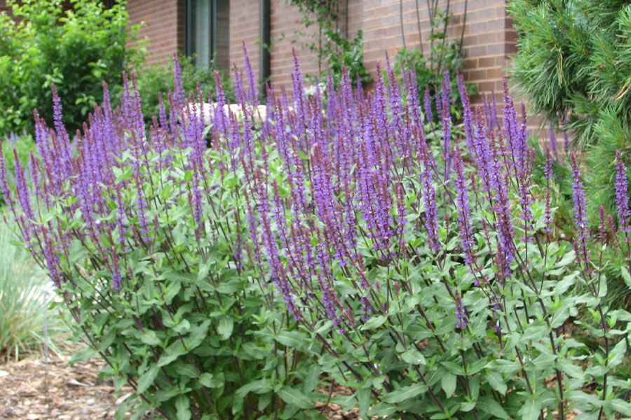 Caradonna Salvia | Johnson's Nursery | KB