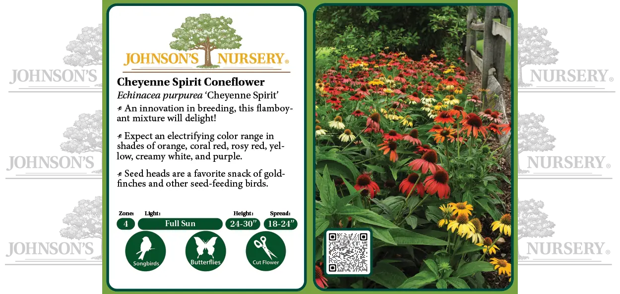 Cheyenne Spirit Coneflower | Johnson's Nursery | KB