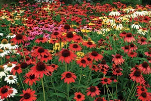 Cheyenne Spirit Coneflower | Johnson's Nursery | KB