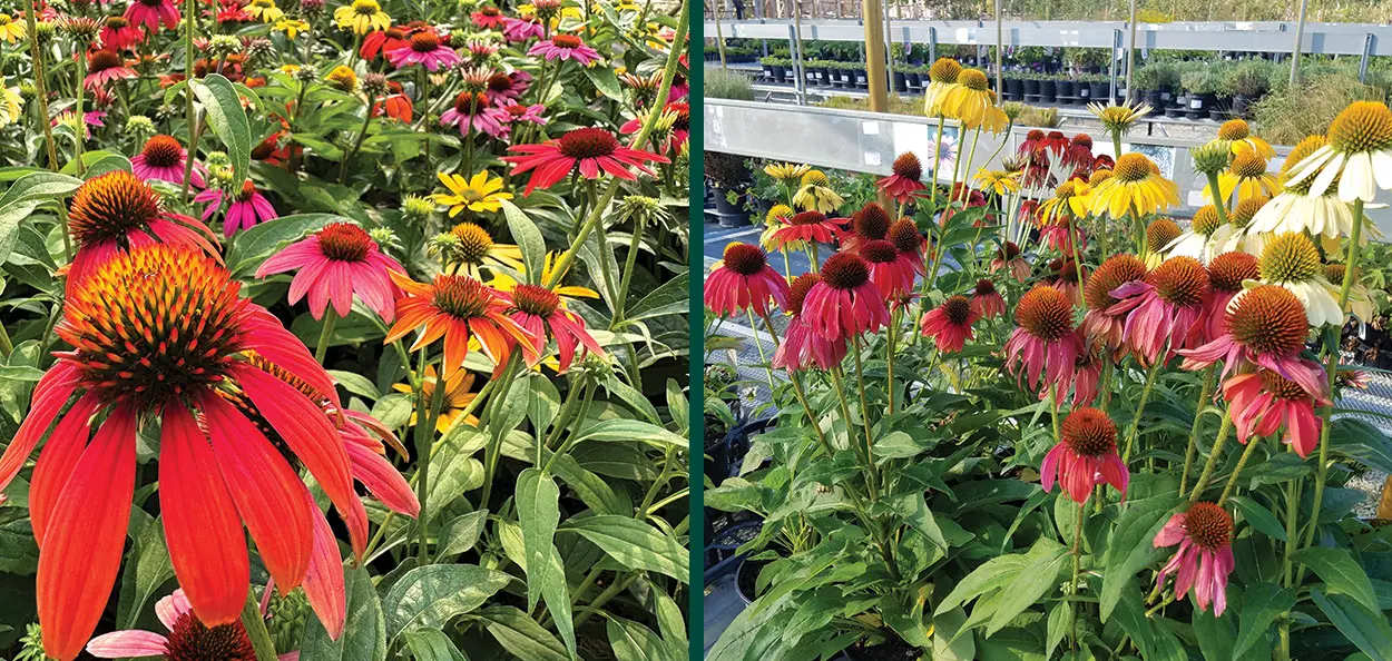 Cheyenne Spirit Coneflower | Johnson's Nursery | KB
