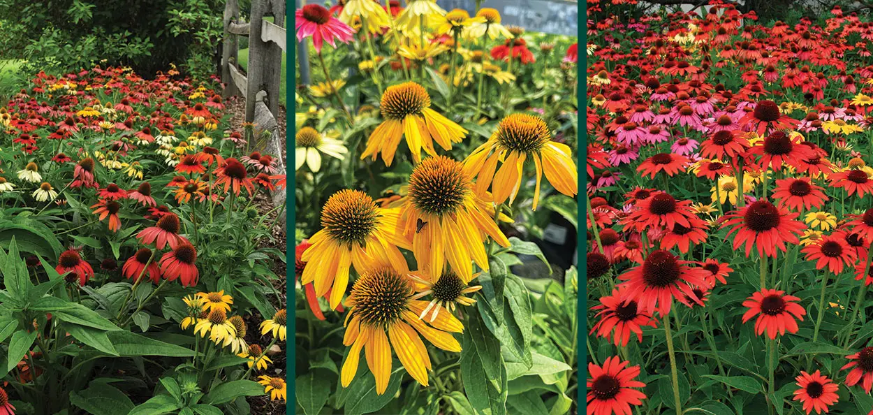 Cheyenne Spirit Coneflower | Johnson's Nursery | KB