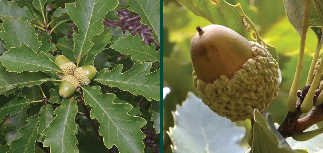 Dwarf Chinkapin Oak | Johnson's Nursery | KB