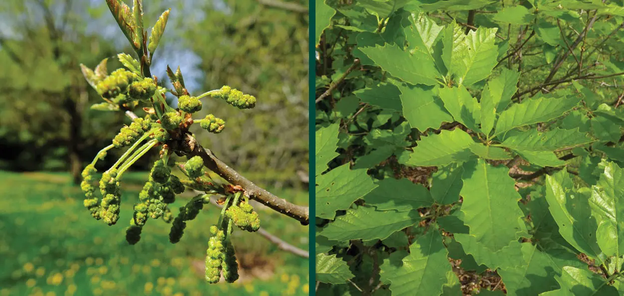 Dwarf Chinkapin Oak | Johnson's Nursery | KB