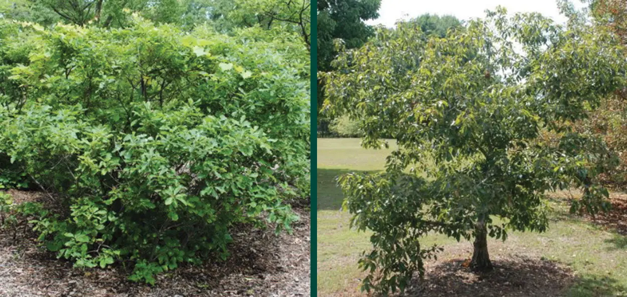 Dwarf Chinkapin Oak | Johnson's Nursery | KB