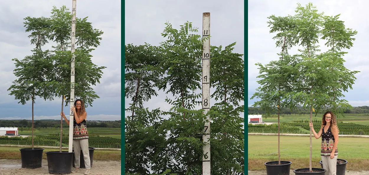 Espresso™ Kentucky Coffeetree | Johnson's Nursery | KB