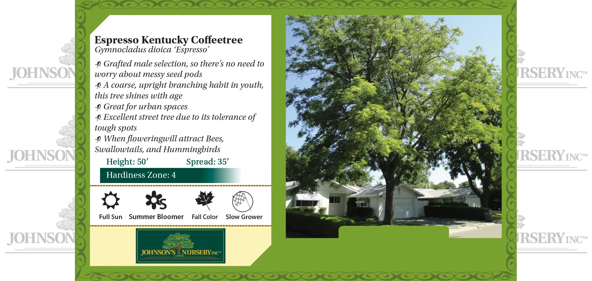 Espresso™ Kentucky Coffeetree | Johnson's Nursery | KB