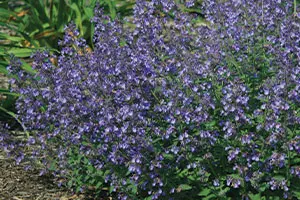 Junior Walker™ Catmint | Johnson's Nursery | KB