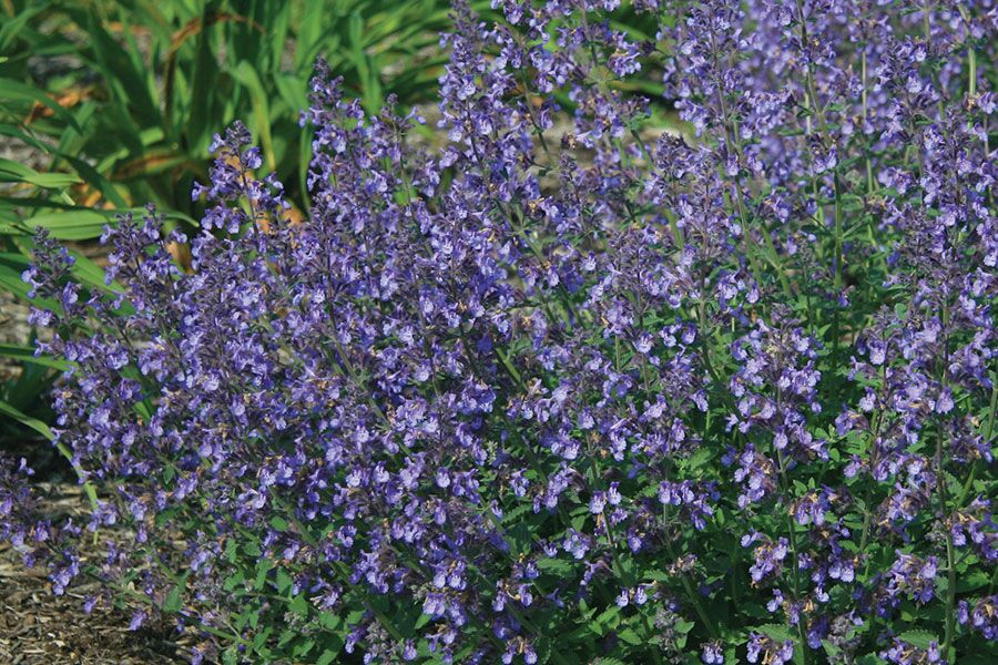 Junior Walker™ Catmint | Johnson's Nursery | KB