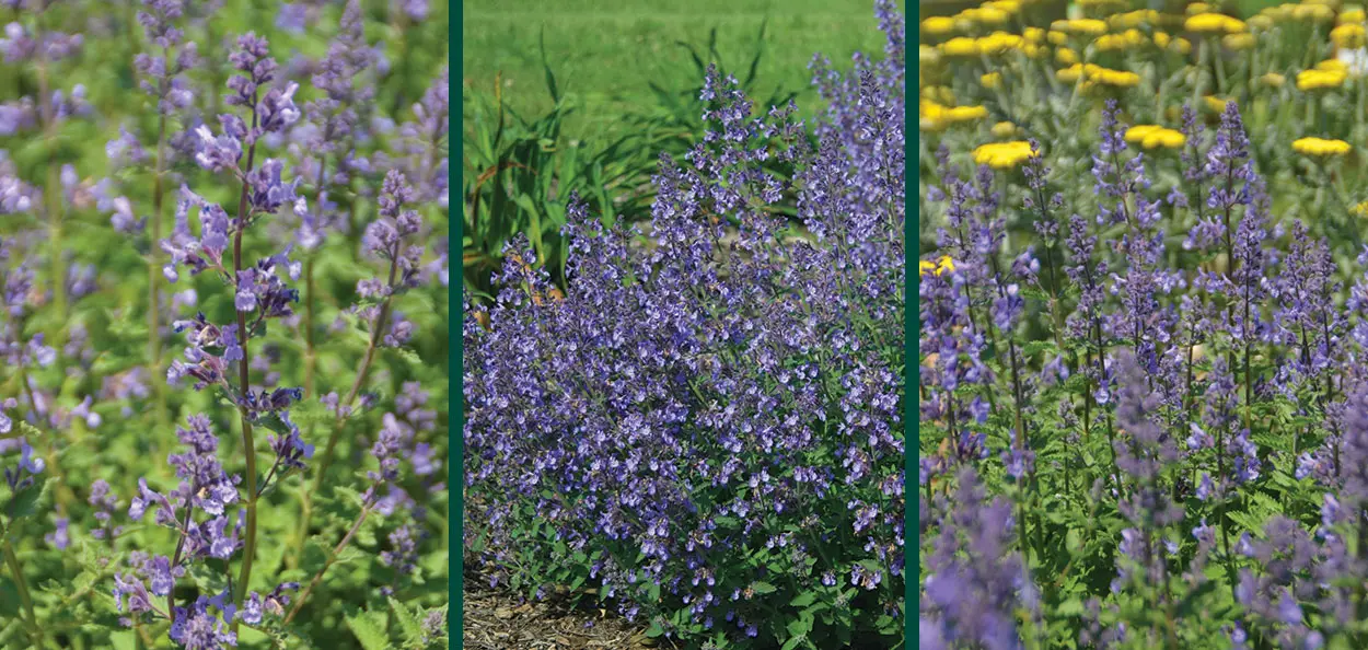 Junior Walker™ Catmint | Johnson's Nursery | KB