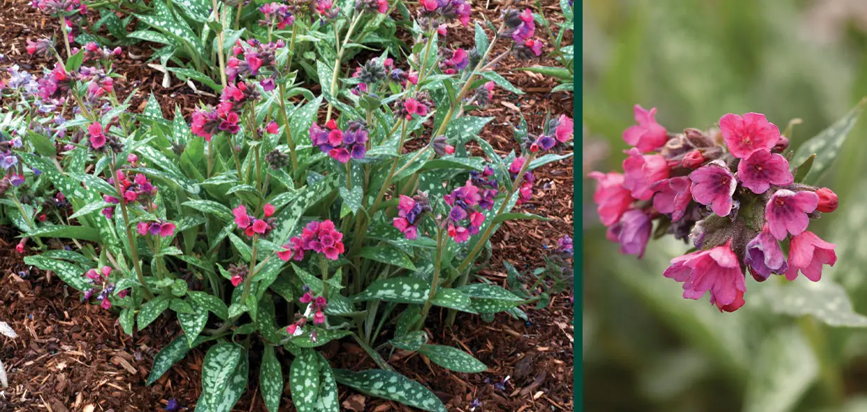 Raspberry Splash Lungwort | Johnson's Nursery | KB