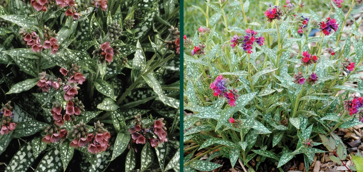 Raspberry Splash Lungwort | Johnson's Nursery | KB