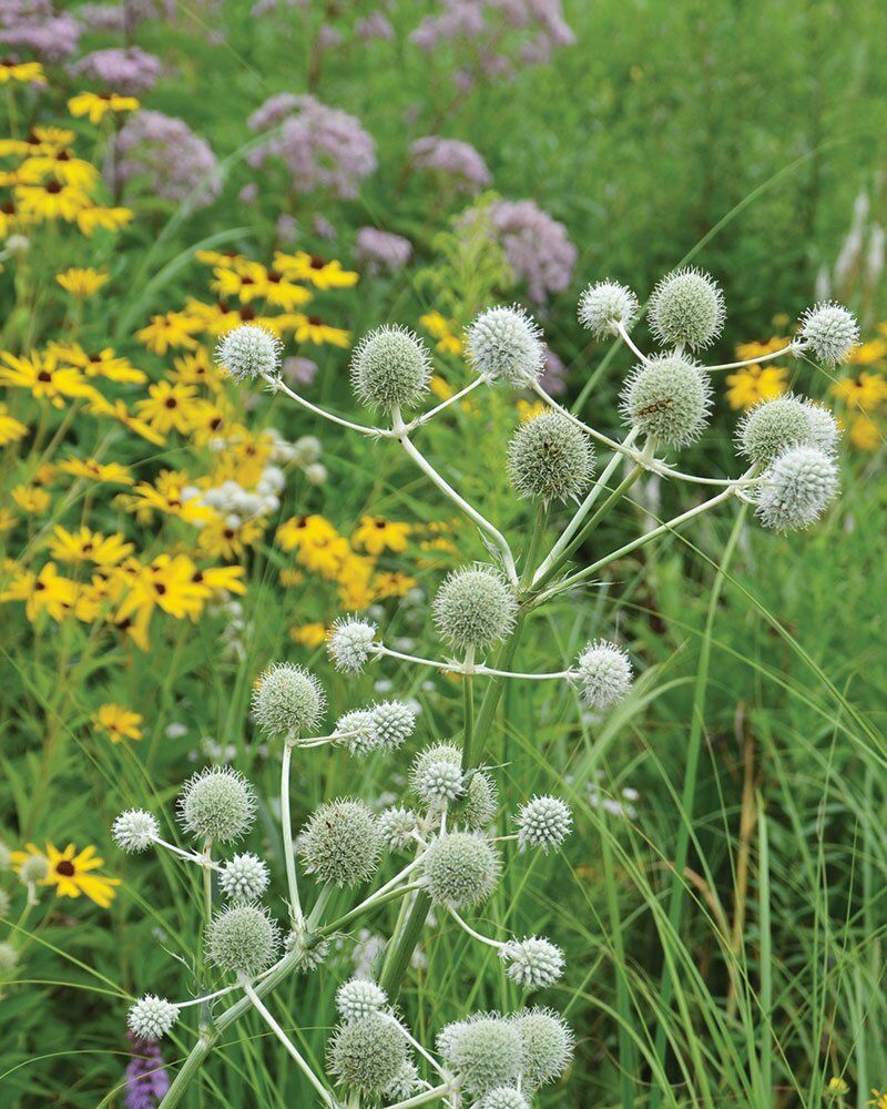Rattlesnake Master | Johnson's Nursery | KB