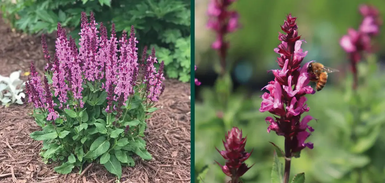 Rose Marvel Salvia | Johnson's Nursery | KB