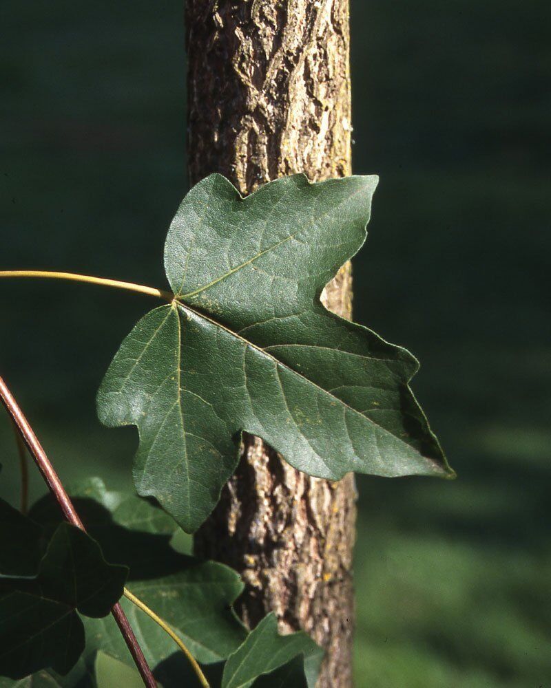 State Street™ Miyabe Maple | Johnson's Nursery | KB