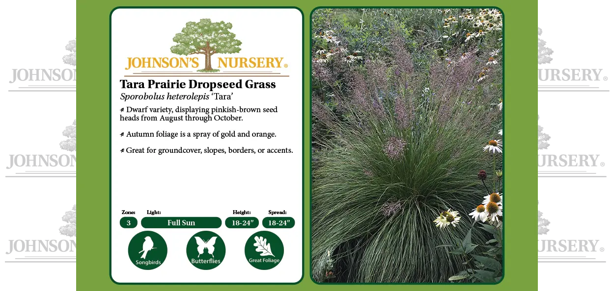 Tara Prairie Dropseed Grass | Johnson's Nursery | KB