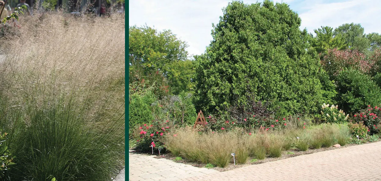 Tara Prairie Dropseed Grass | Johnson's Nursery | KB