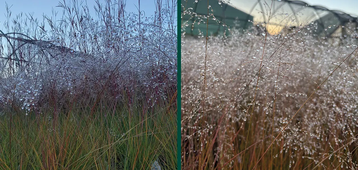 Tara Prairie Dropseed Grass | Johnson's Nursery | KB