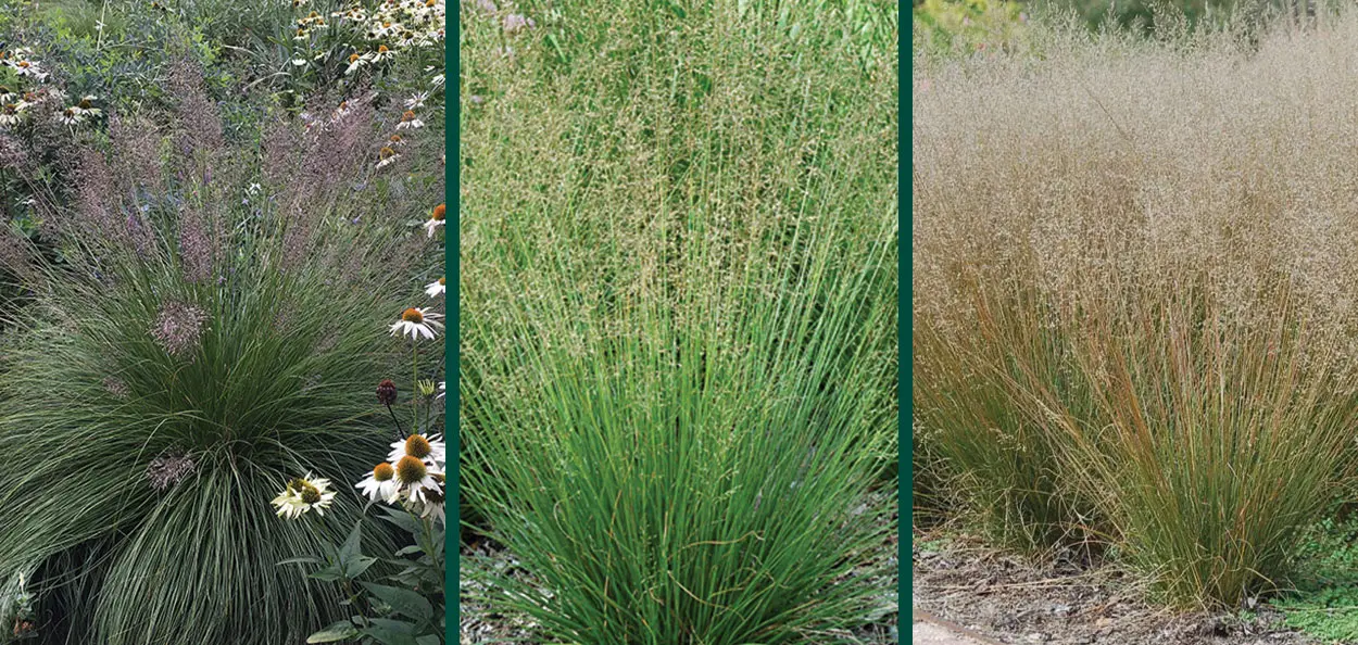Tara Prairie Dropseed Grass | Johnson's Nursery | KB