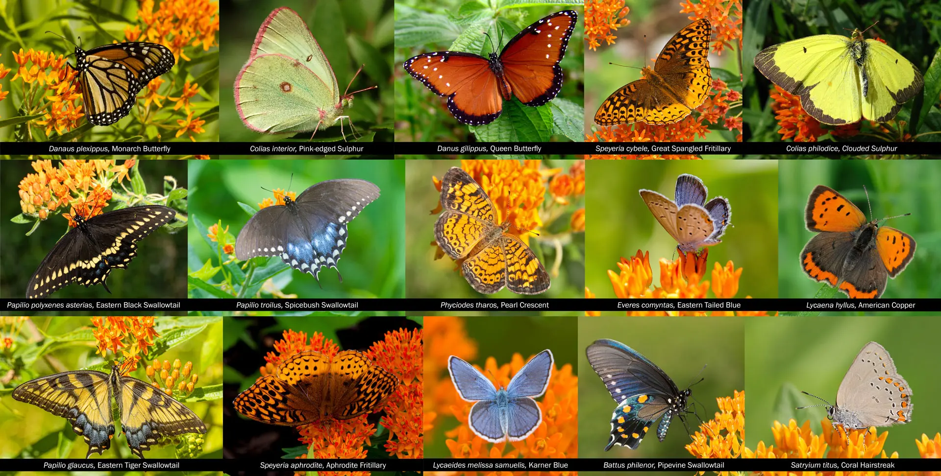 Infographic For Butterflies Flowers