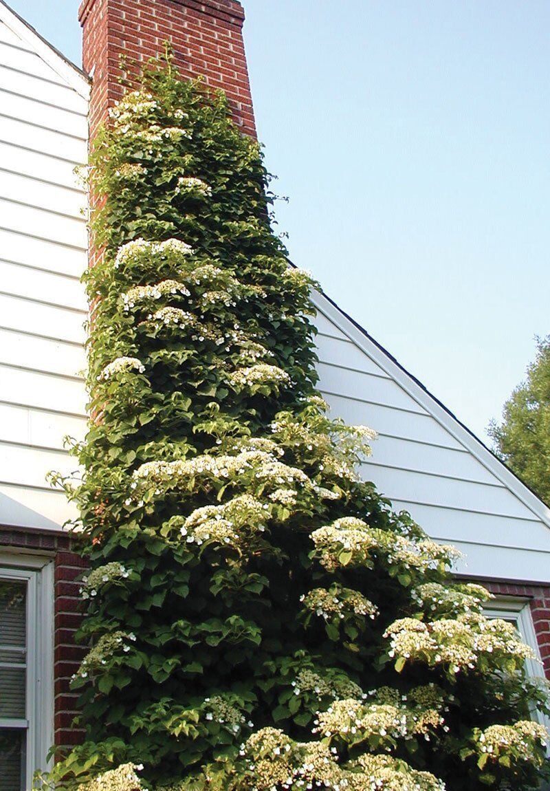 Hydrangea Vine | Johnson's Nursery | KB