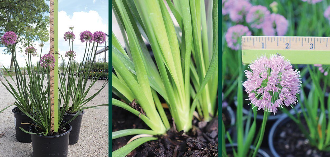 Millenium Ornamental Onion | Johnson's Nursery | KB