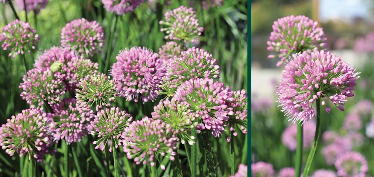Millenium Ornamental Onion | Johnson's Nursery | KB