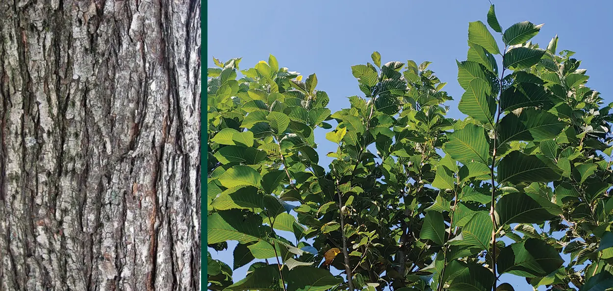 New Horizon Elm | Johnson's Nursery | KB