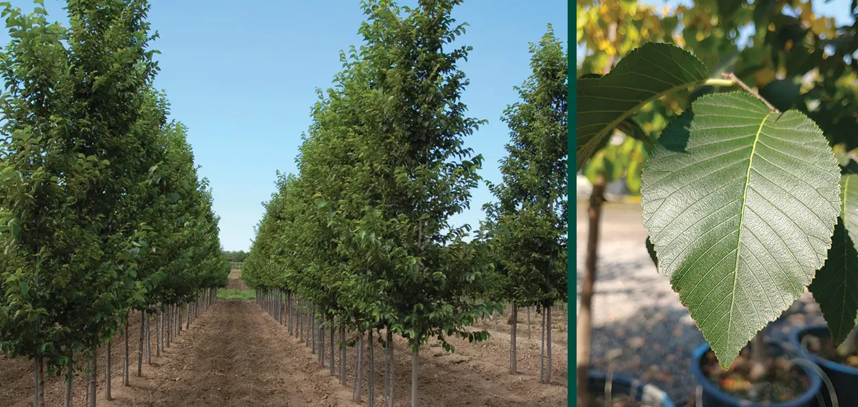 New Horizon Elm | Johnson's Nursery | KB