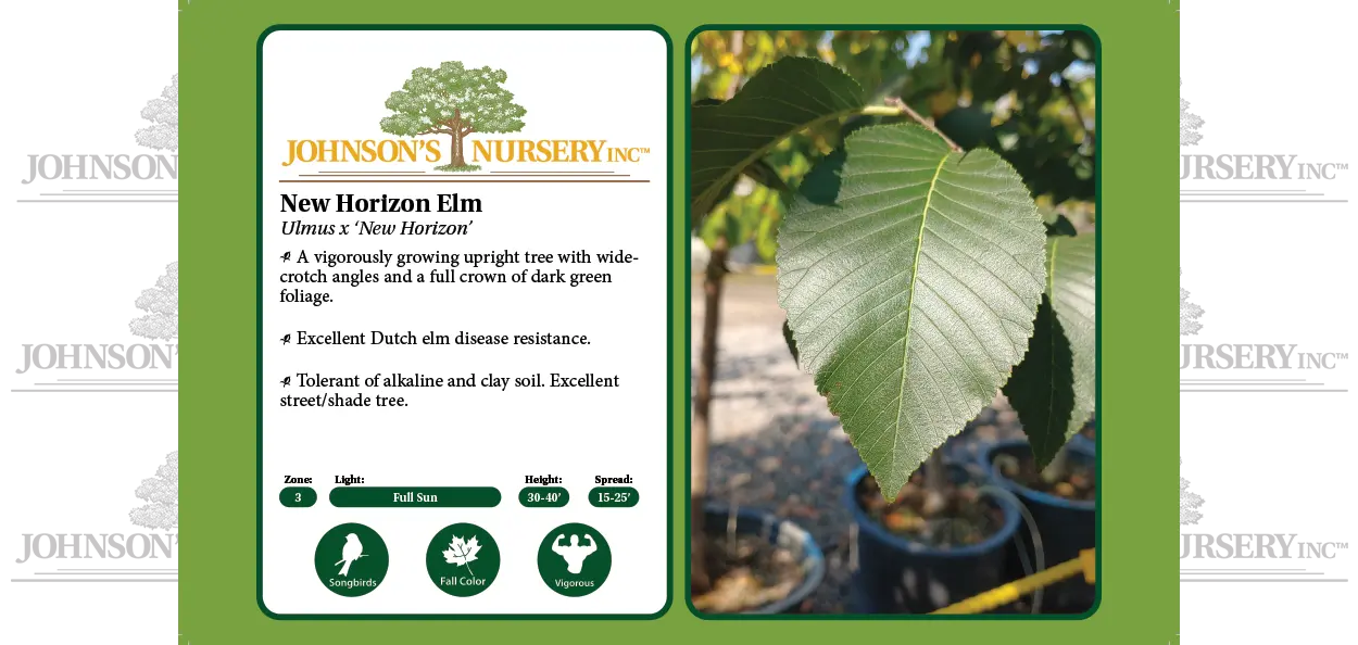 New Horizon Elm | Johnson's Nursery | KB