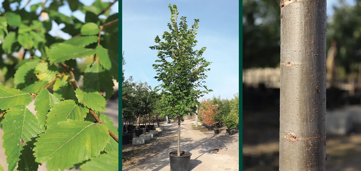New Horizon Elm | Johnson's Nursery | KB