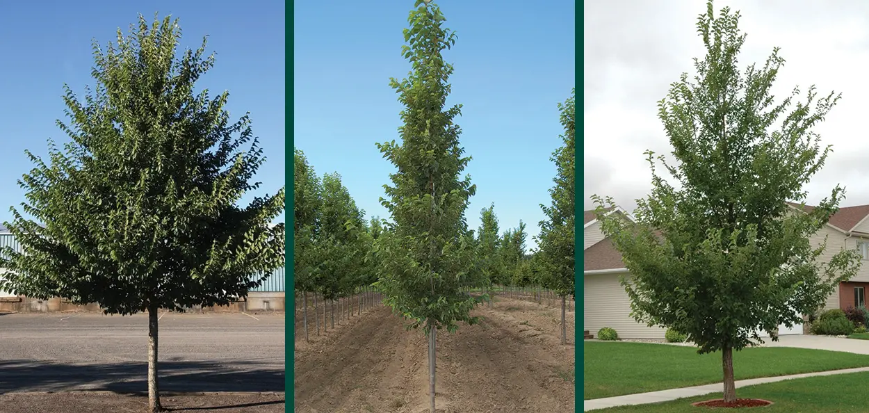 New Horizon Elm | Johnson's Nursery | KB