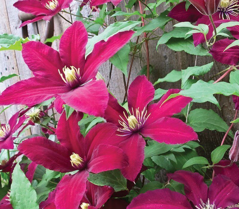 Niobe Clematis | Johnson's Nursery | KB